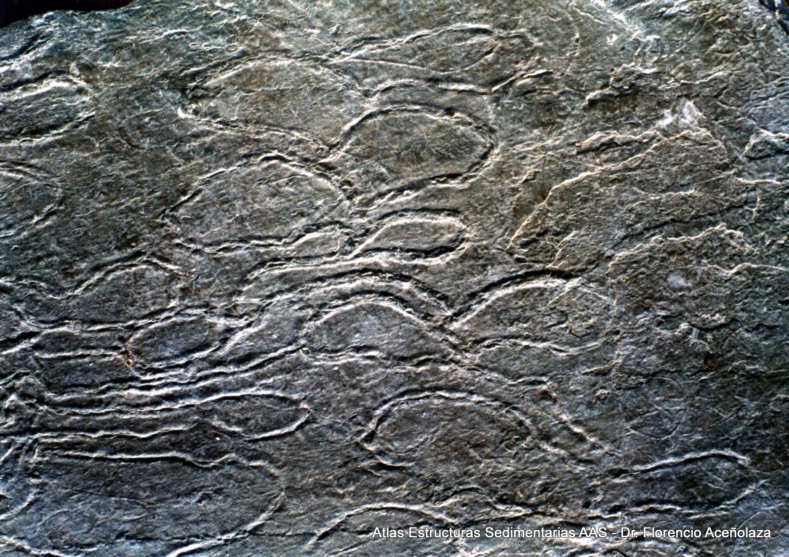 Biogénicas – Asociación Argentina de Sedimentología