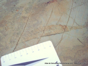 Biogénicas – Asociación Argentina de Sedimentología